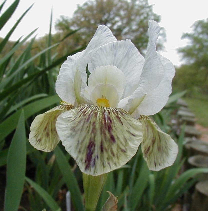Photo of the bloom of Arilbred Iris (Iris 'Jazz Baby') posted by ...