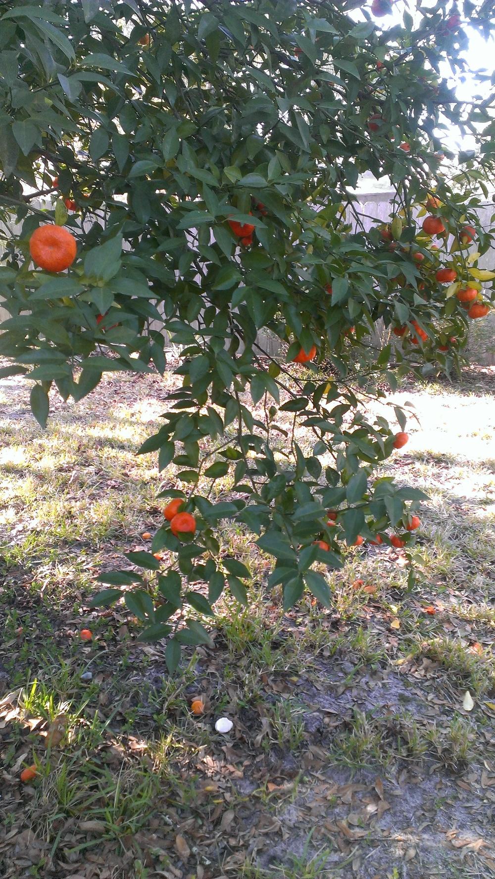 Citrus Fruits: Plant Care and Collection of Varieties - Garden.org