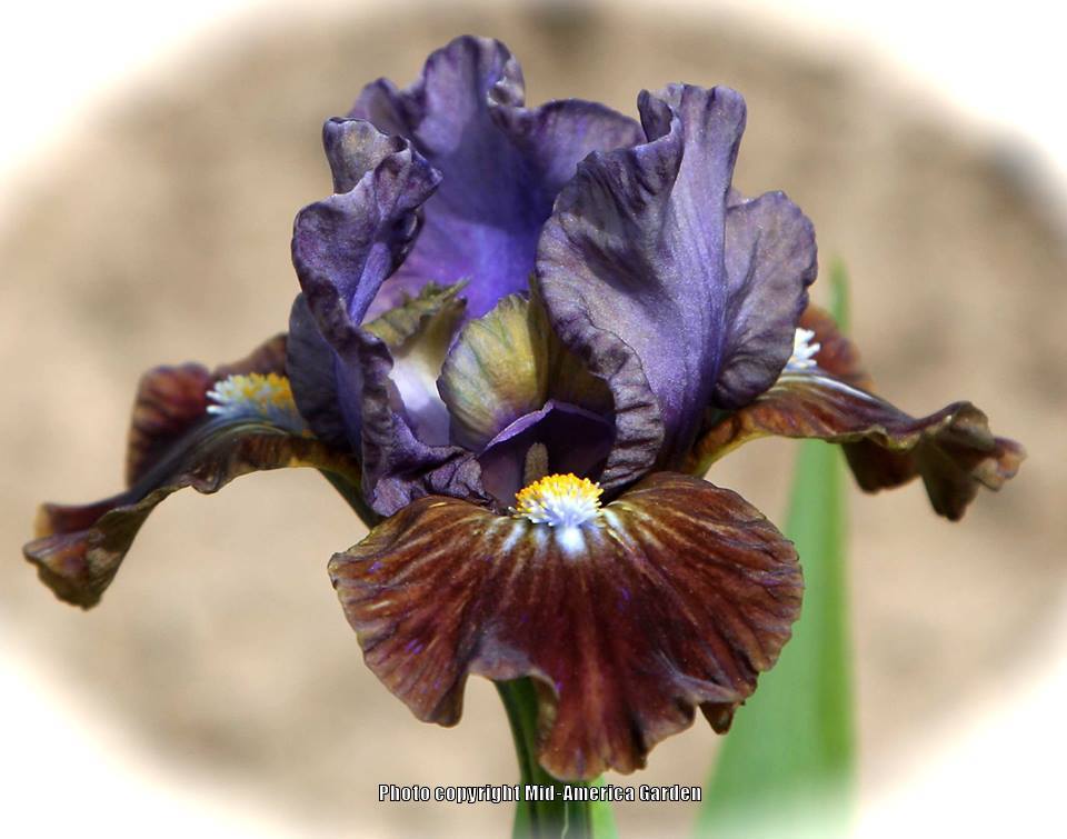 Photo of the bloom of Standard Dwarf Bearded Iris (Iris 'Canine Caper ...