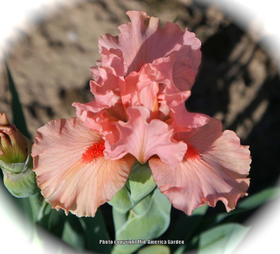 Photo of the bloom of Standard Dwarf Bearded Iris (Iris 'Portland Pink ...