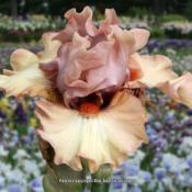 Border Bearded Iris (Iris 'Venus Blush') in the Irises Database ...
