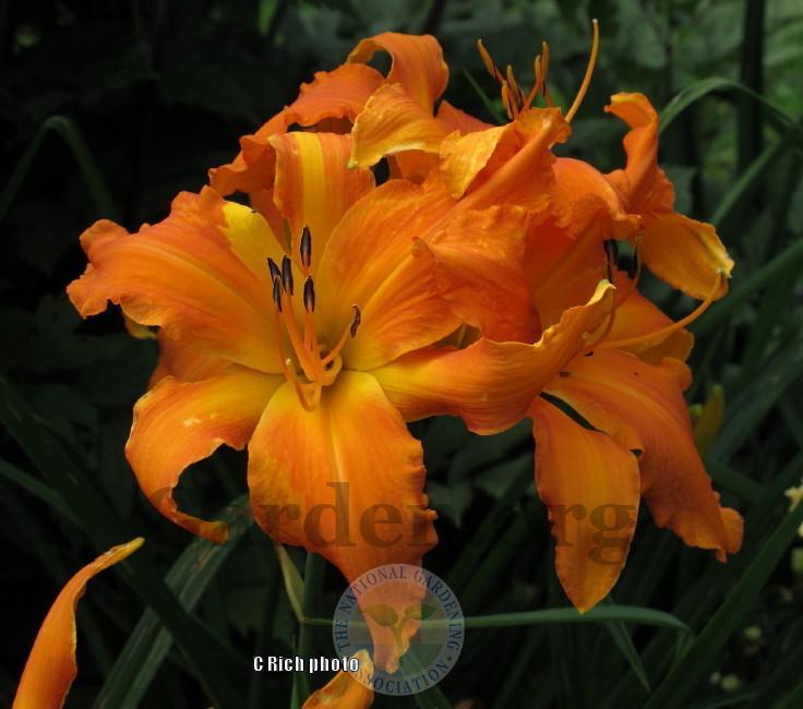 Daylily (Hemerocallis 'Primal Scream') in the Daylilies Database ...