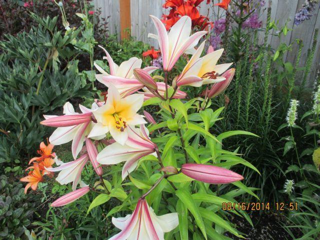 Photo of the entire plant of Lily (Lilium 'High Tea') posted by ...