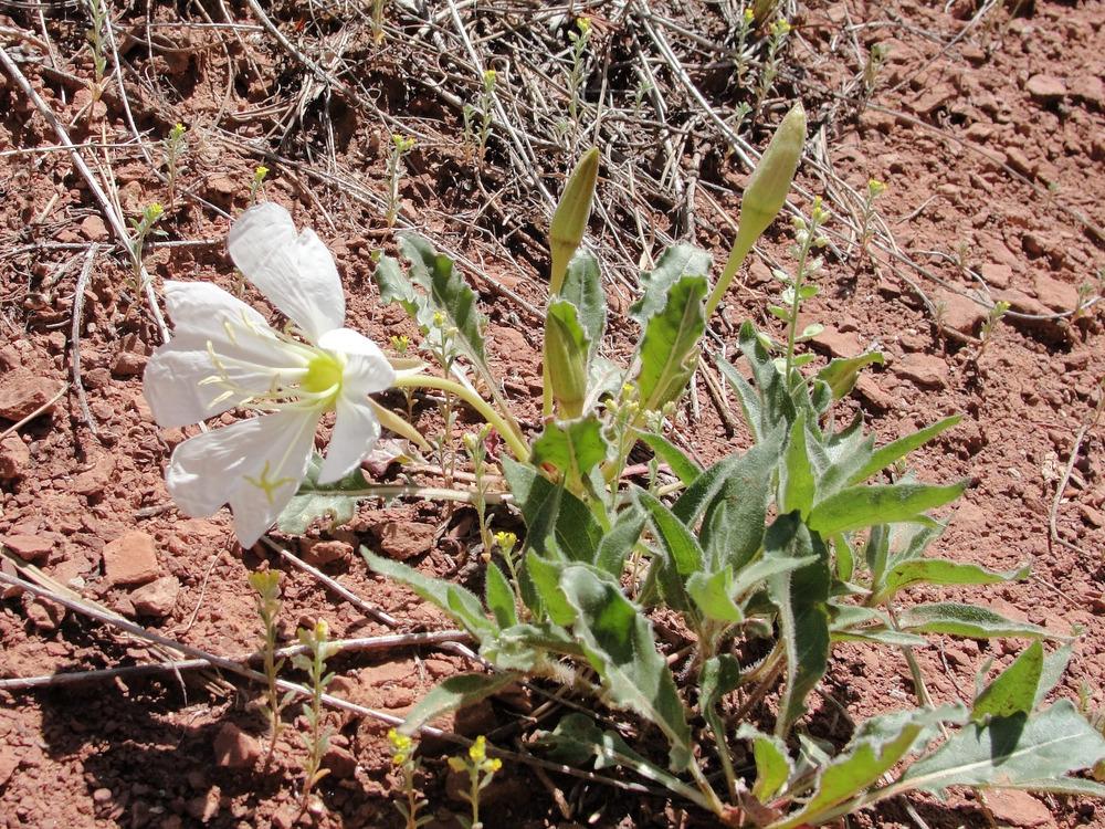 Photo of the entire plant of Tufted Evening Primrose (Oenothera ...