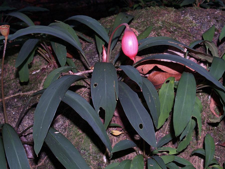 Piptospatha elongata - Garden.org