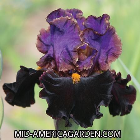 Photo of the bloom of Tall Bearded Iris (Iris 'Cher and Cher Alike ...