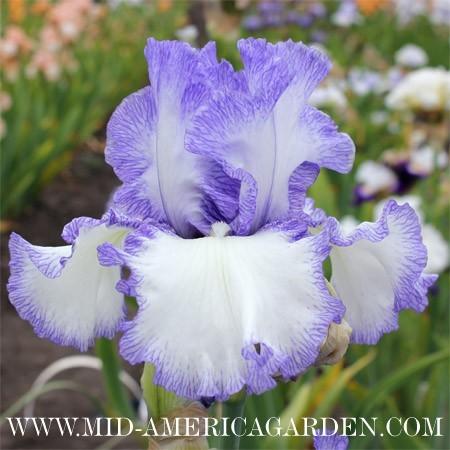 Photo of the bloom of Tall Bearded Iris (Iris 'Common Thread') posted ...