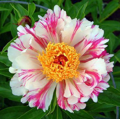 Photo of the bloom of Peony (Paeonia lactiflora 'Peppermint Stick ...