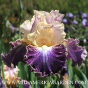 Tall Bearded Iris (Iris 'Fancy Dog') in the Irises Database - Garden.org