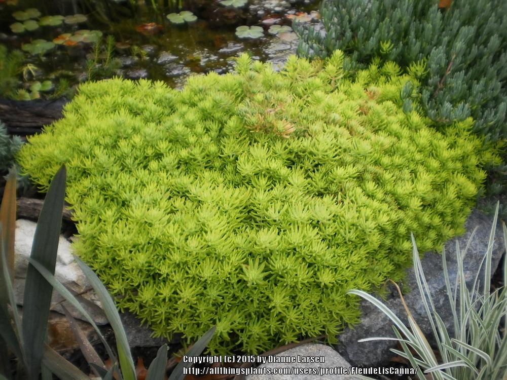 Stonecrop (Petrosedum rupestre subsp. rupestre 'Aztec Gold') - Garden.org