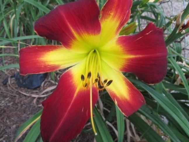 Daylily Alphabet...Show Us Your "S's" in the Daylilies forum - Garden.org