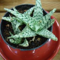 Photo of the entire plant of Aloe 'Blizzard' posted by Paul2032 ...