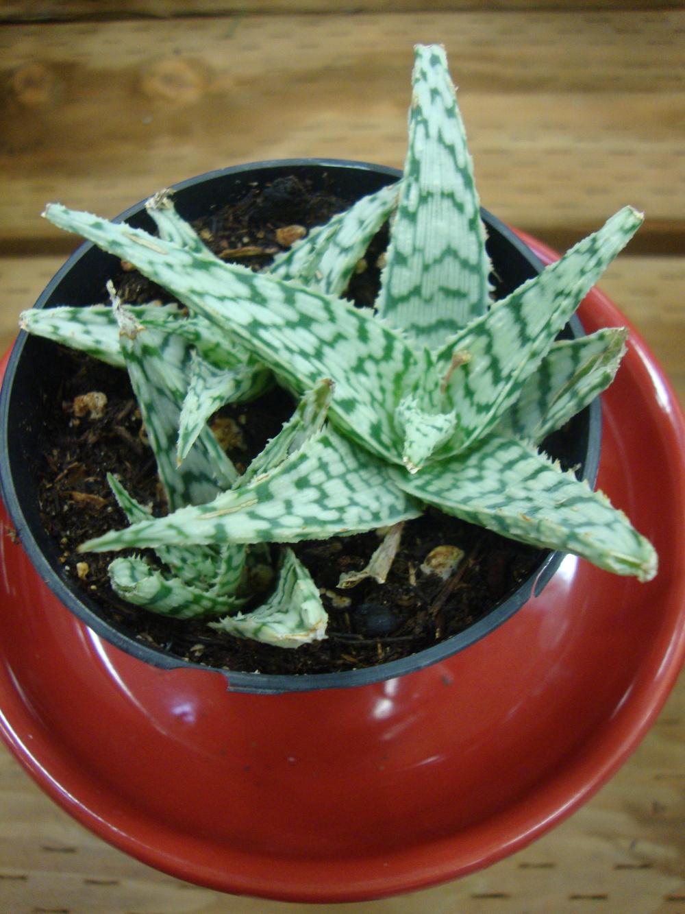 Photo of the entire plant of Aloe 'Blizzard' posted by Paul2032 ...