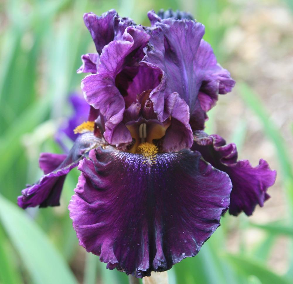Photo of the bloom of Tall Bearded Iris (Iris 'Nancy's Lace') posted by ...