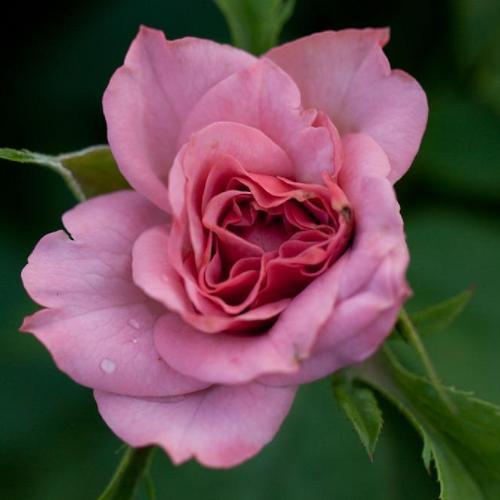 Rose (Rosa 'Roman') in the Roses Database - Garden.org