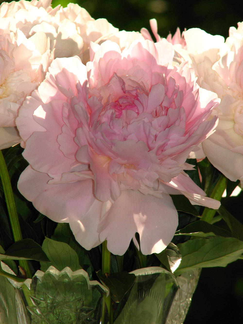 Photo of the bloom of Peony (Paeonia lactiflora 'Mme. Calot') posted by ...