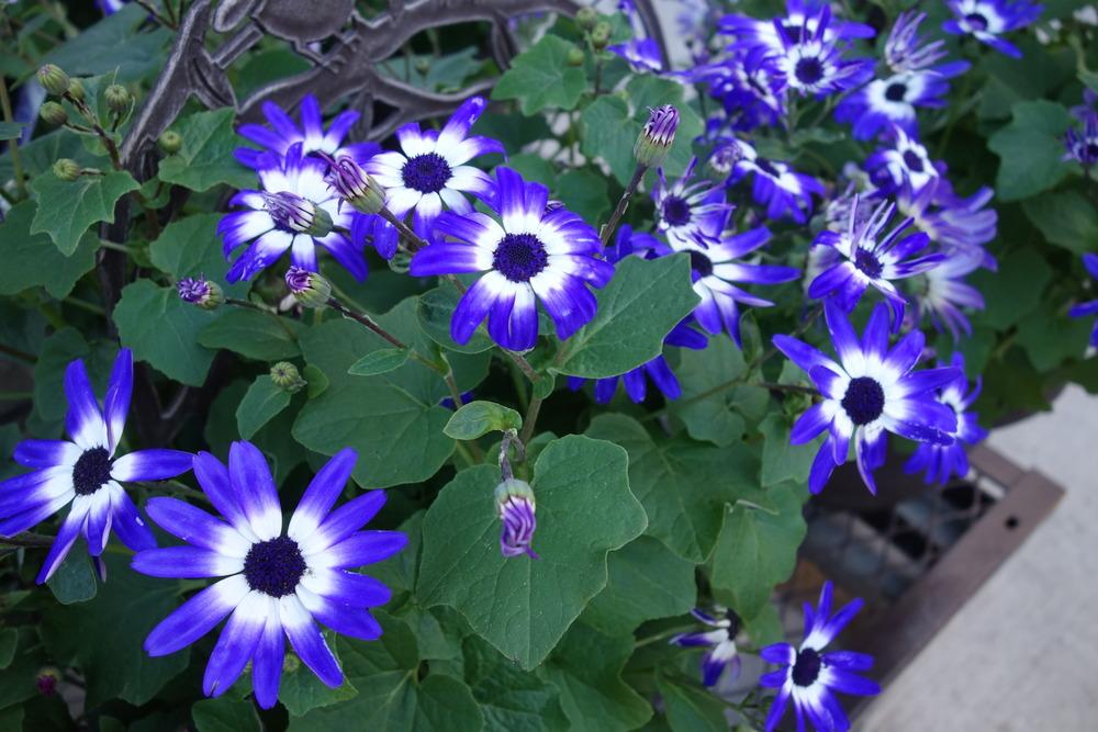 Photo of the bloom of Florist's Cineraria (Pericallis Senetti® Blue ...