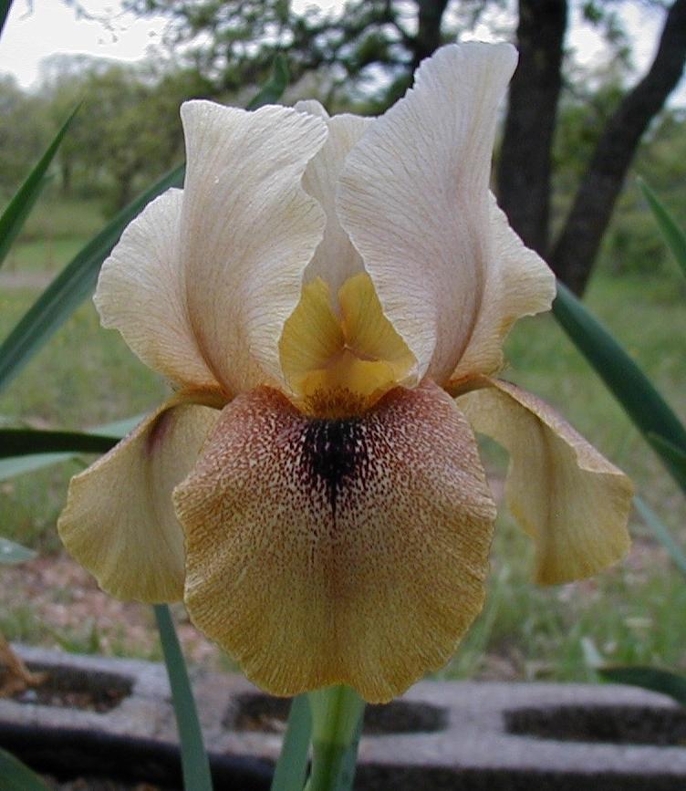 Arilbred Iris (Iris 'Moon Dust') in the Irises Database - Garden.org