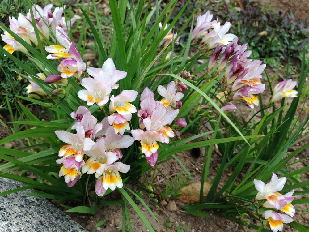 Photo of the entire plant of Freesia (Freesia fucata) posted by ...