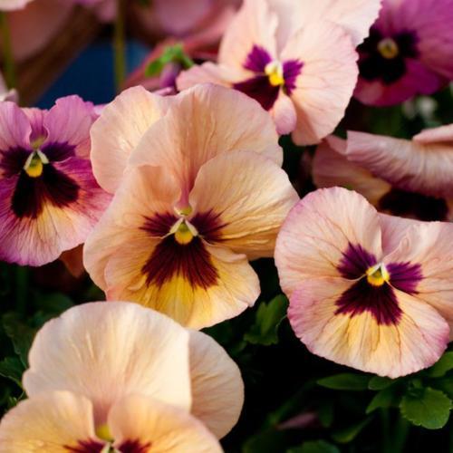 Italian Pansy (Viola x wittrockiana 'Flambe Terracotta Shades') in the ...