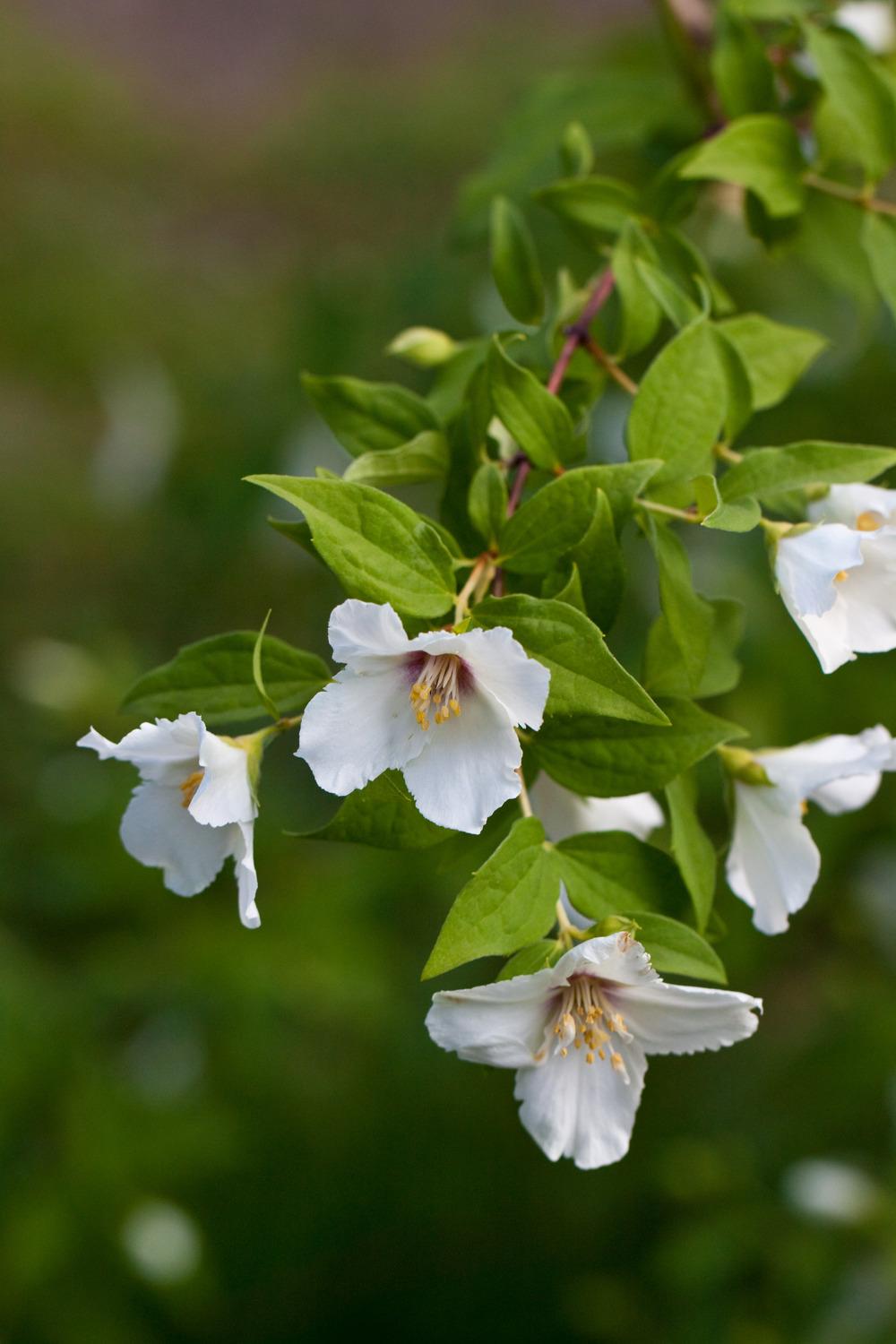 Mock Oranges: Plant Care and Collection of Varieties - Garden.org