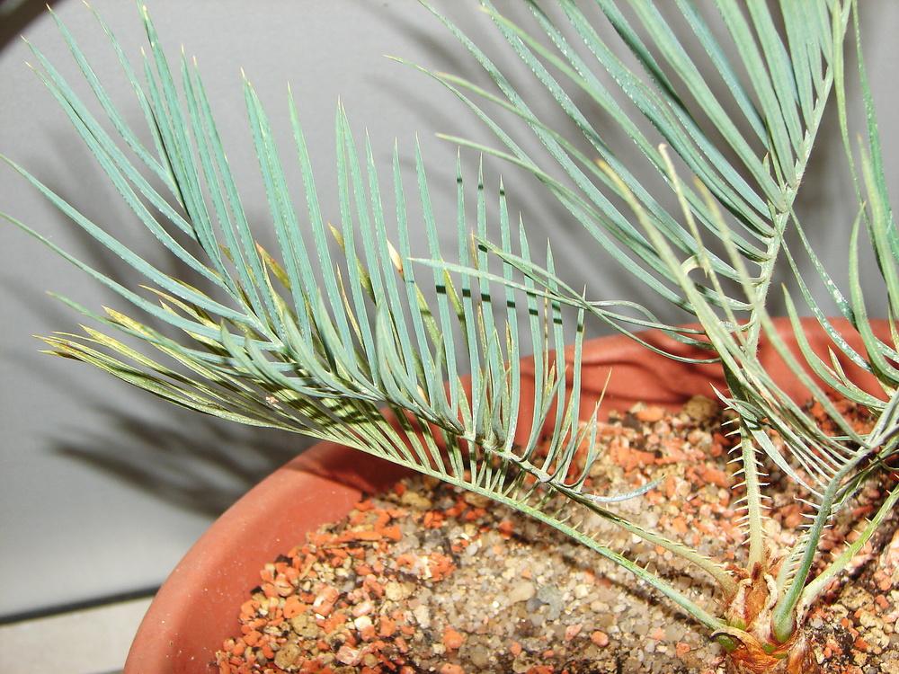 Australian Cycas (Cycas cairnsiana) - Garden.org