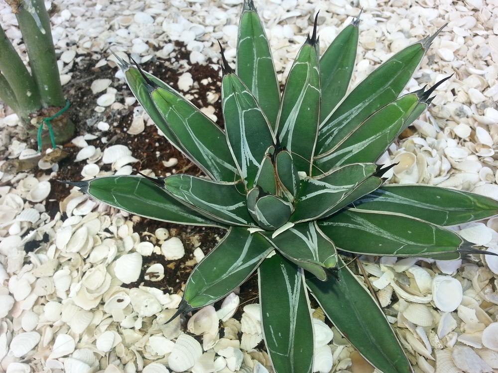Photo of the entire plant of King Ferdinand Agave (Agave nickelsiae ...