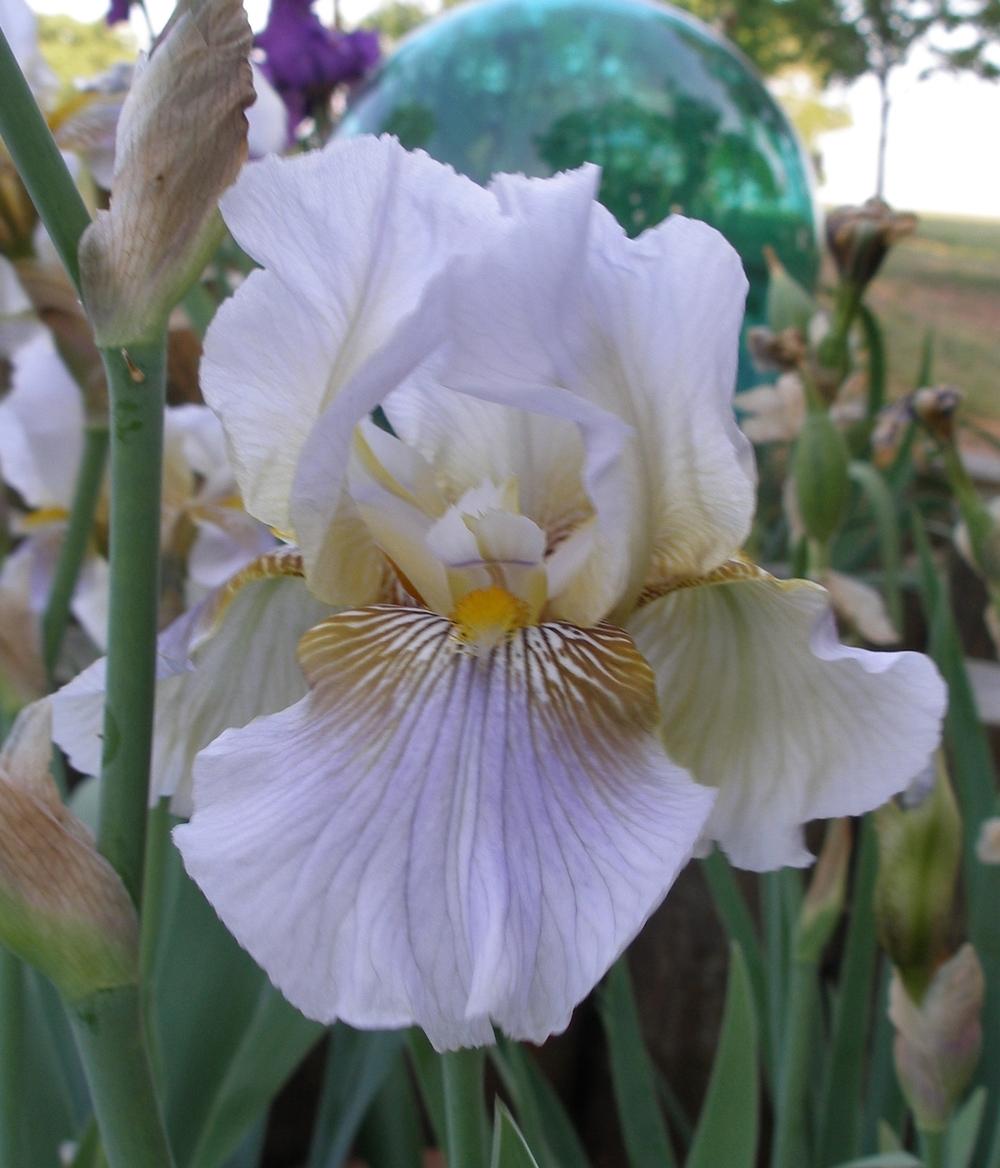 Photo of the bloom of Tall Bearded Iris (Iris 'Olive Orchid') posted by ...
