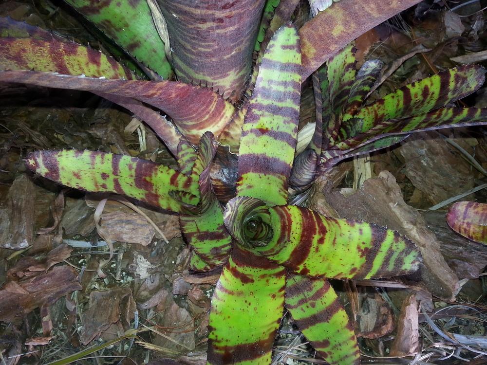 Neoregelia 'Hannibal Lecter' - Garden.org