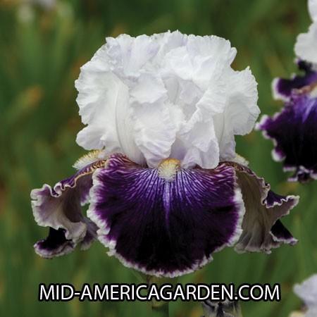 Photo of the bloom of Tall Bearded Iris (Iris 'Laughing Clown') posted ...