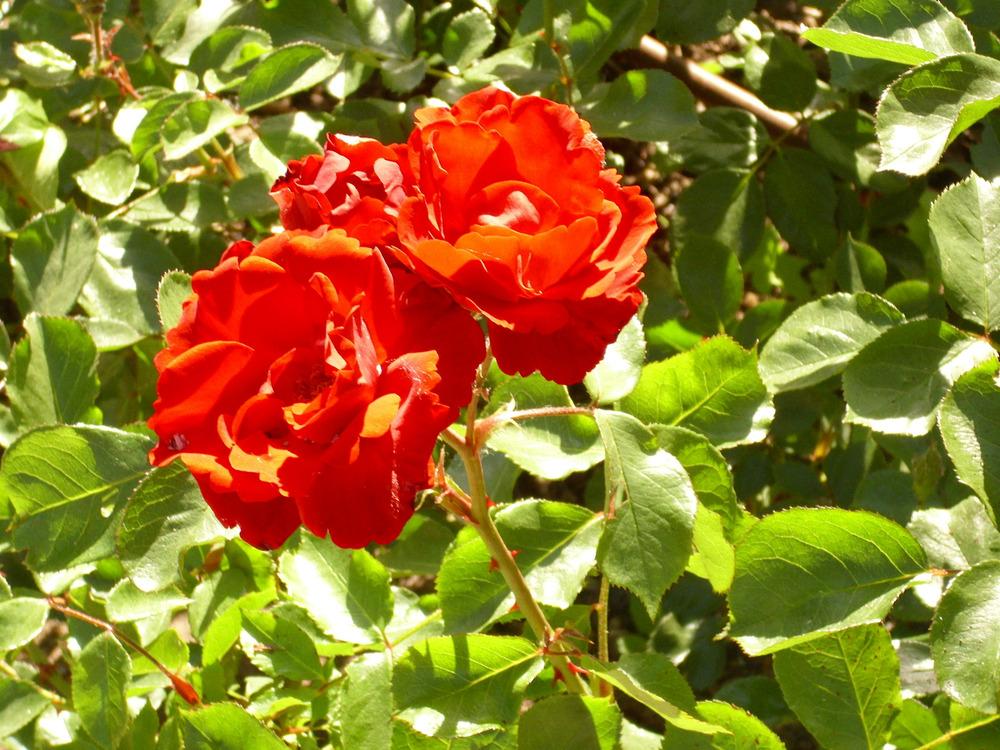 Rose (Rosa 'Andalusien') in the Roses Database - Garden.org