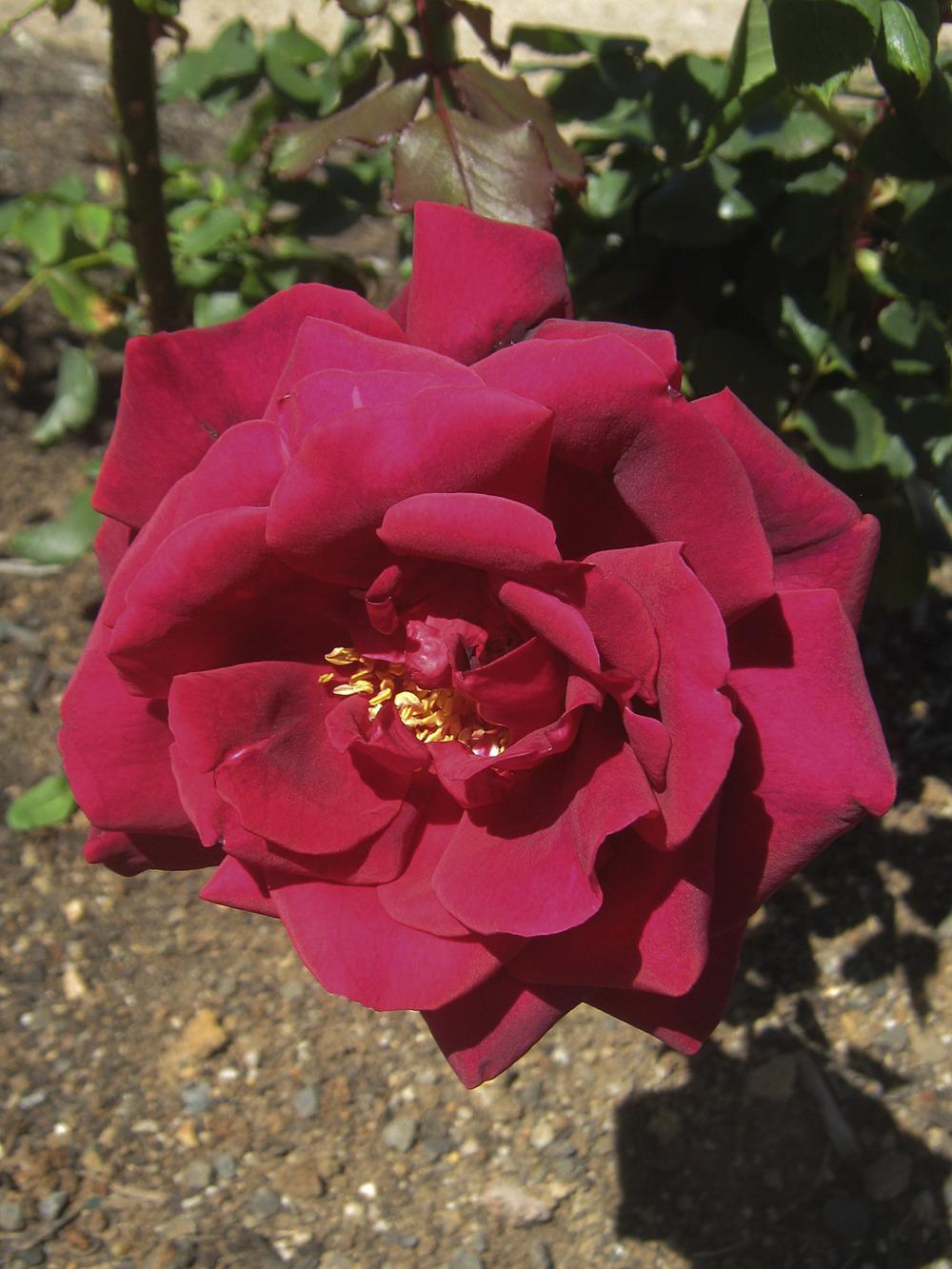 Photo of the bloom of Rose (Rosa 'Crimson Glory') posted by admin ...