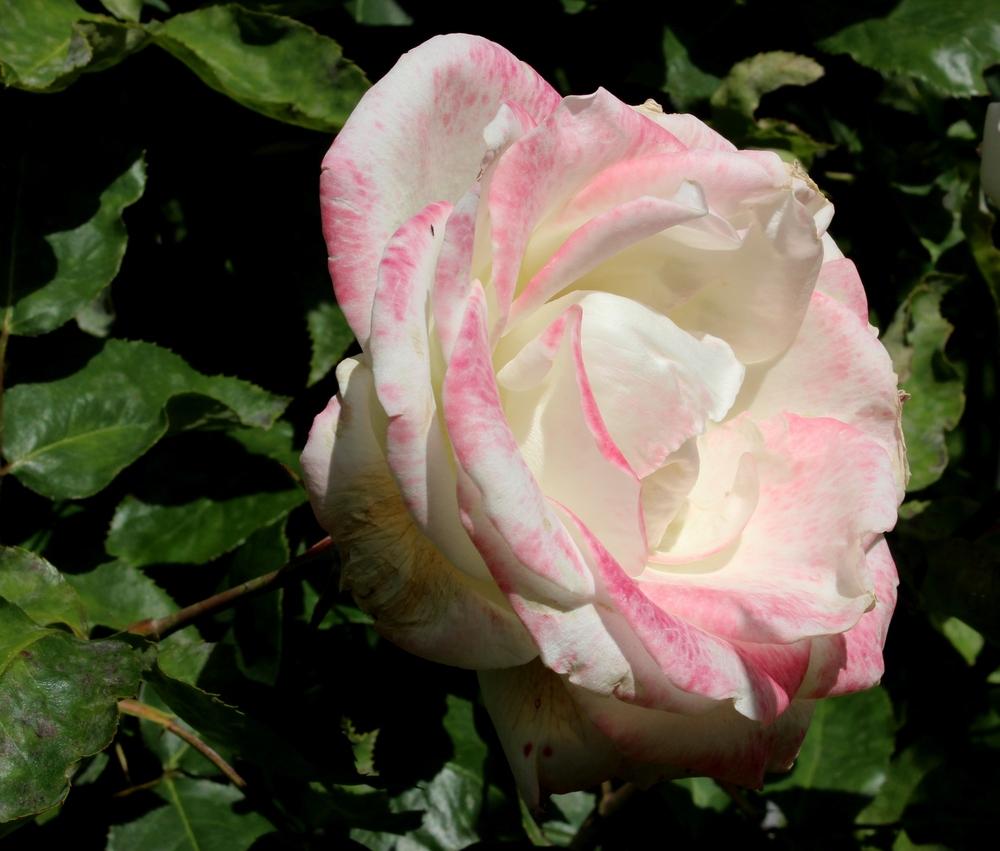 Rose (Rosa 'Athena') in the Roses Database - Garden.org