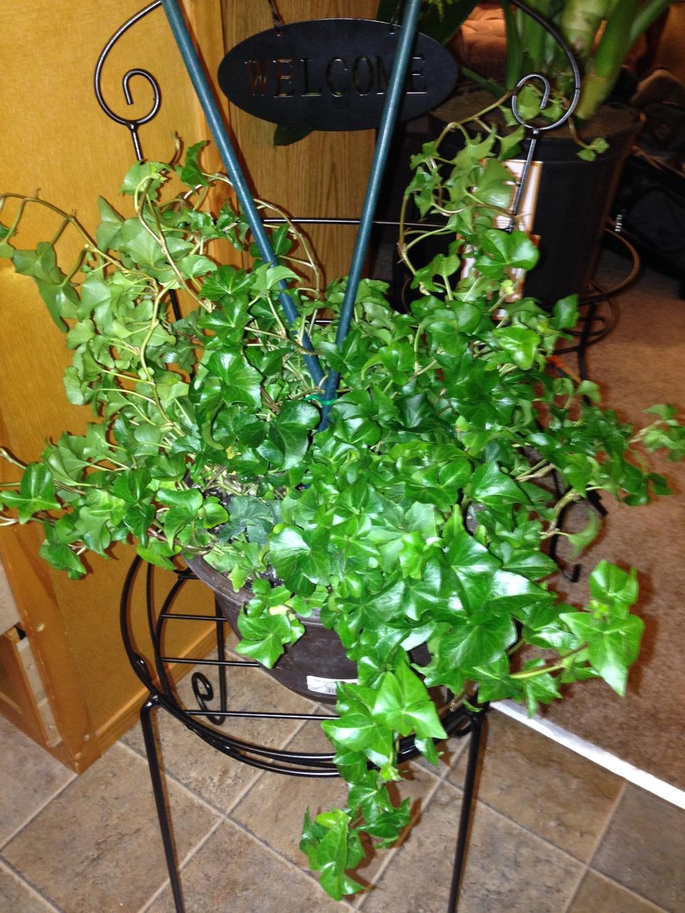 Photo of the entire plant of English Ivy (Hedera helix 'Curly Locks ...