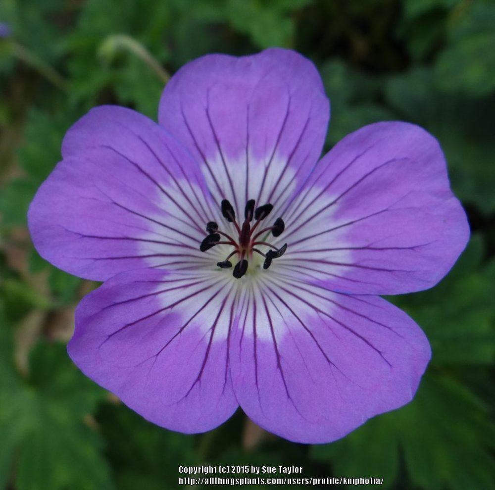 Geranium (Geranium wallichianum 'Sylvia's Surprise') in the Geraniums ...