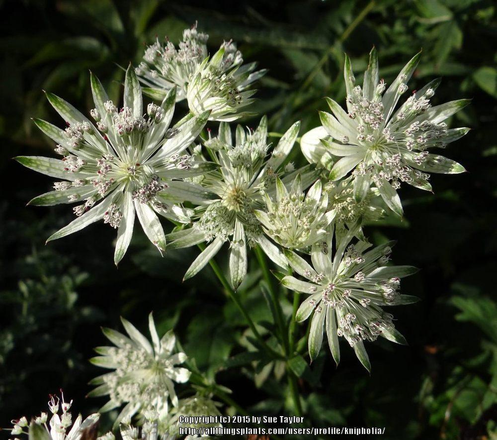 Great Masterwort (Astrantia major 'Shaggy') - Garden.org