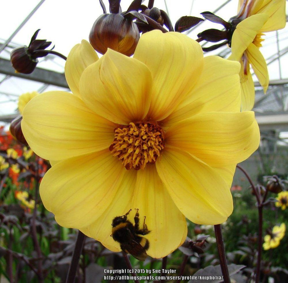 Dahlia 'Mini Clarion' in the Dahlias Database - Garden.org