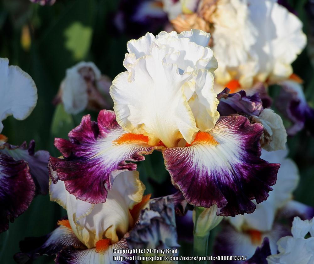 Photo of the bloom of Tall Bearded Iris (Iris 'King's Reign') posted by ...