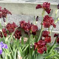 Photo of the entire plant of Tall Bearded Iris (Iris 'Rio Rojo') posted ...
