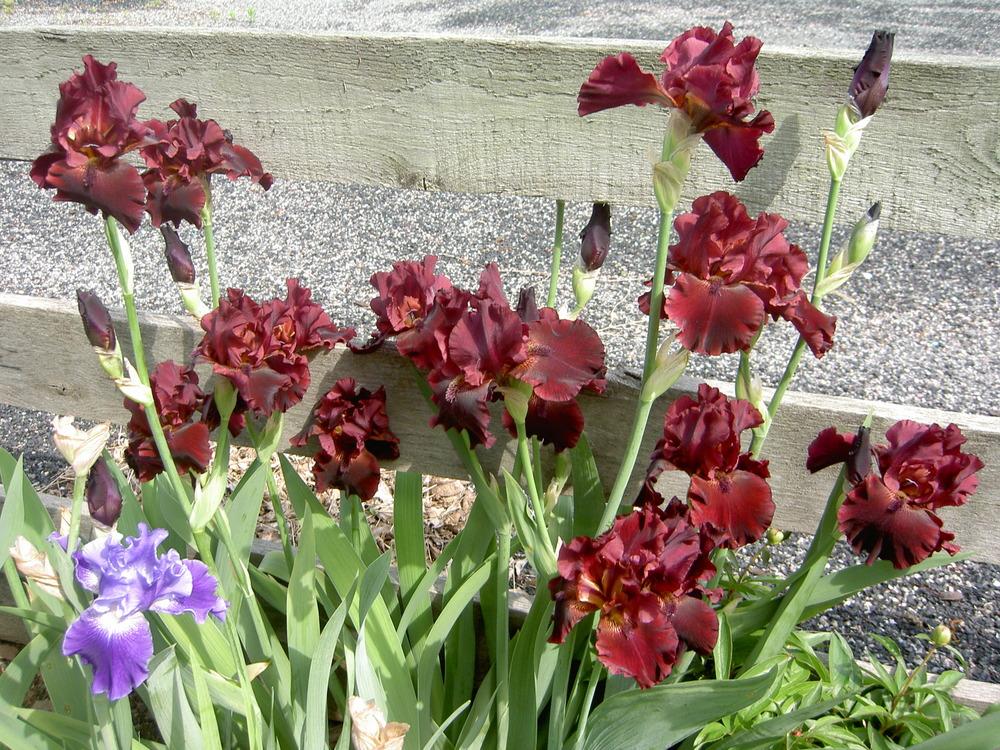 Photo of the entire plant of Tall Bearded Iris (Iris 'Rio Rojo') posted ...