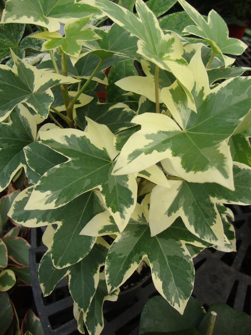 Photo of the leaves of Tree Ivy (XFatshedera lizei 'Angyo Star') posted ...