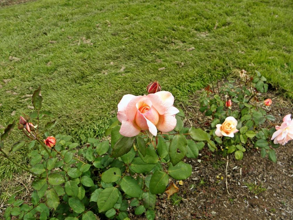 Photo of the entire plant of Rose (Rosa 'Ma Perkins') posted by admin ...