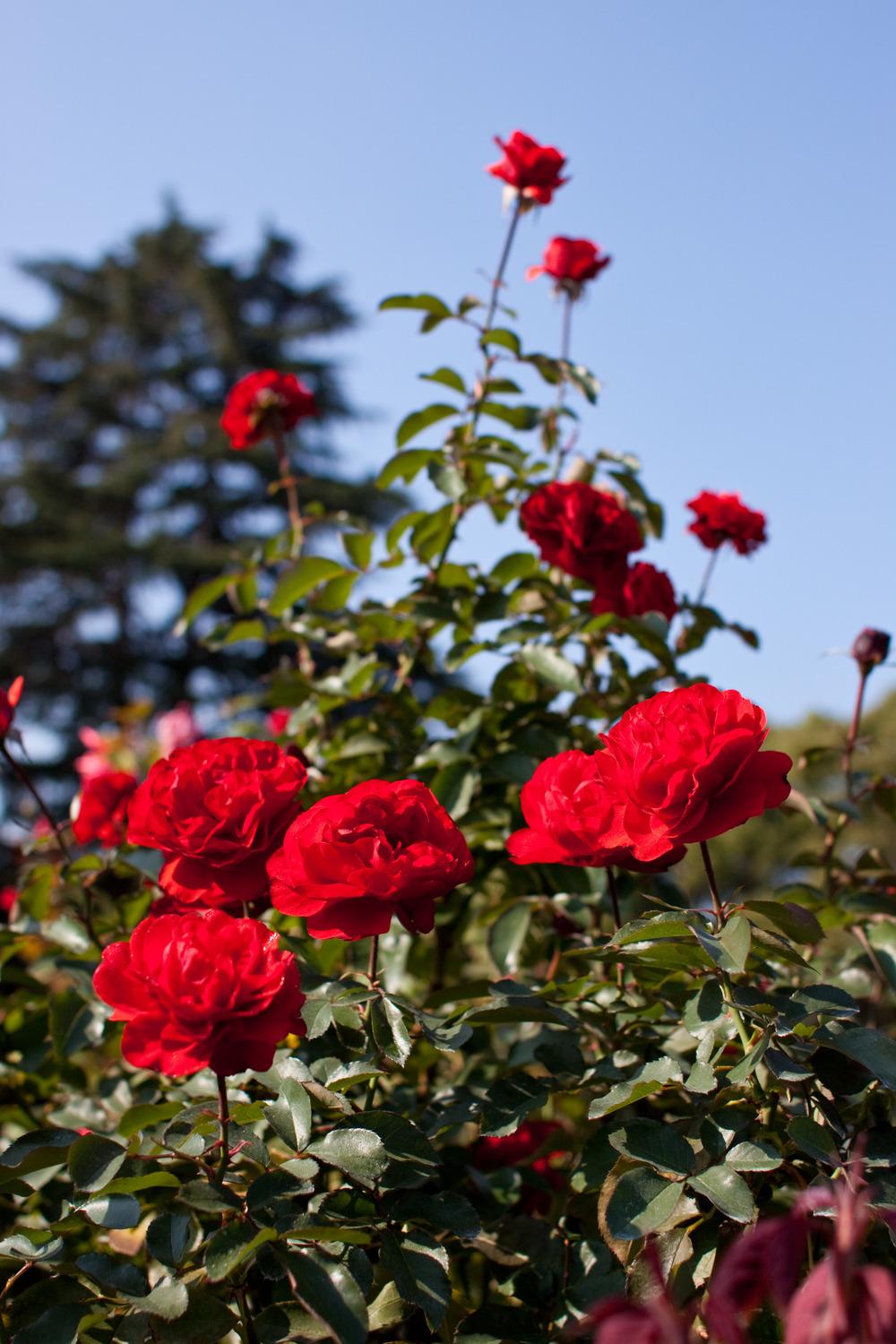 Photo of the entire plant of Rose (Rosa 'Trumpeter') posted by admin ...