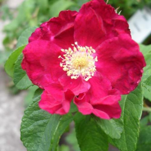 Rose (Rosa 'Carmen') in the Roses Database - Garden.org