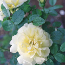 Rose (Rosa 'Agnes') in the Roses Database - Garden.org