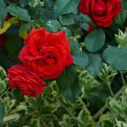 Rose (Rosa 'Kanegem') in the Roses Database - Garden.org