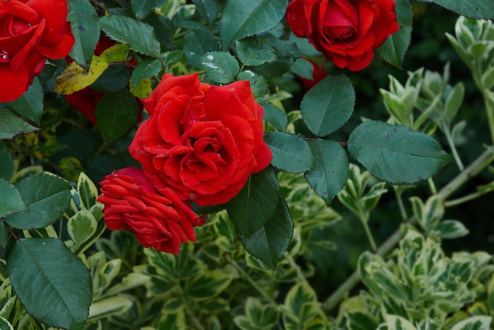 Photo of the leaves of Rose (Rosa 'Kanegem') posted by admin - Garden.org