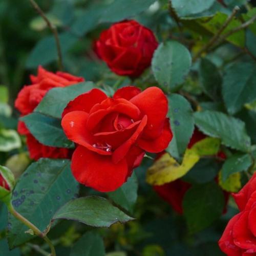 Rose (Rosa 'Kanegem') in the Roses Database - Garden.org