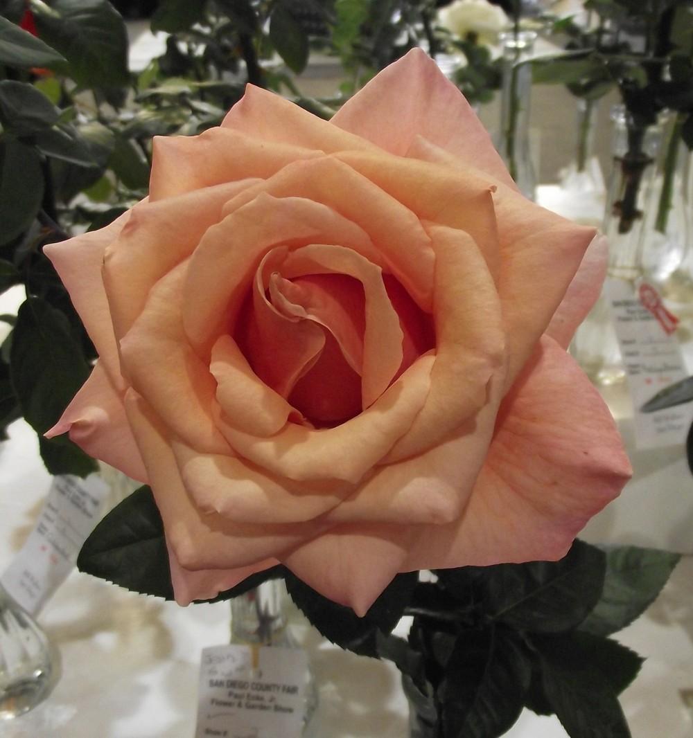 Photo of the bloom of Rose (Rosa 'Nancy Reagan') posted by admin ...