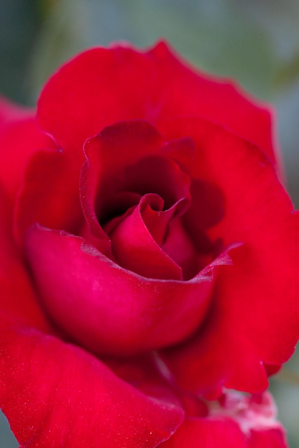 Rose (Rosa 'Rob Roy') in the Roses Database - Garden.org